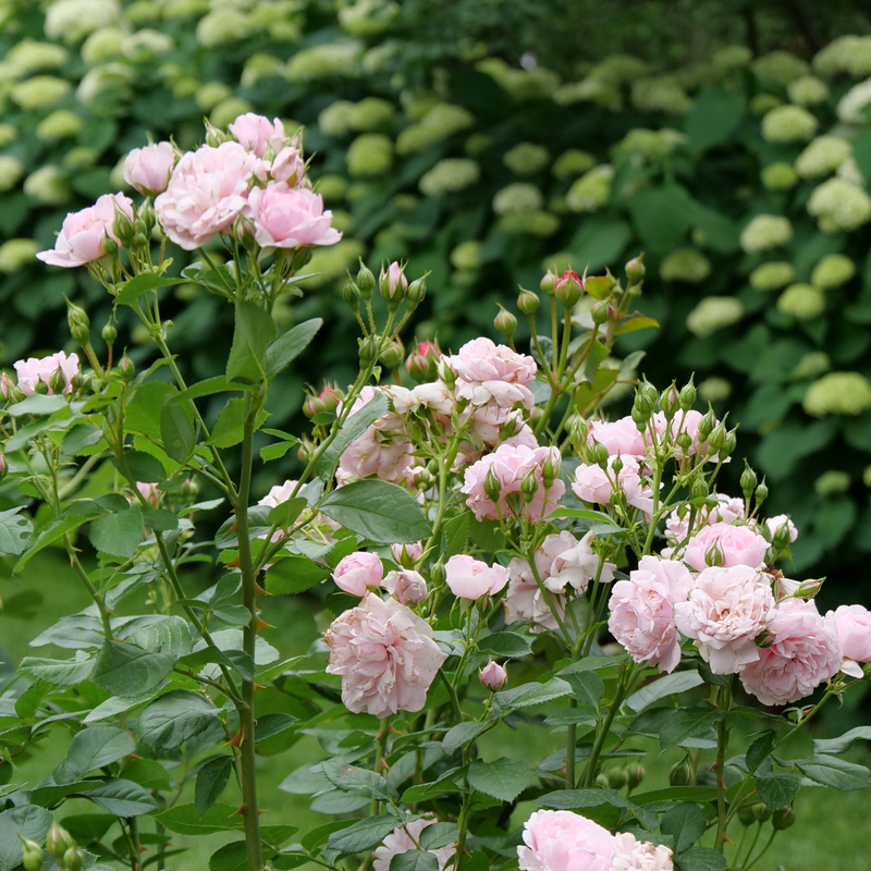Rose | Reminiscent® Pink | Proven Winners® Shrubs – Proven Winners Direct™