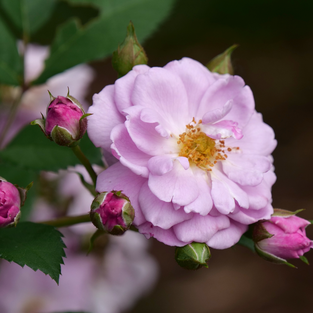 Proven Winners®Roses – Proven Winners Direct™