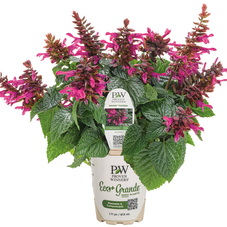 Proven Winners® Salvia – Proven Winners Direct™