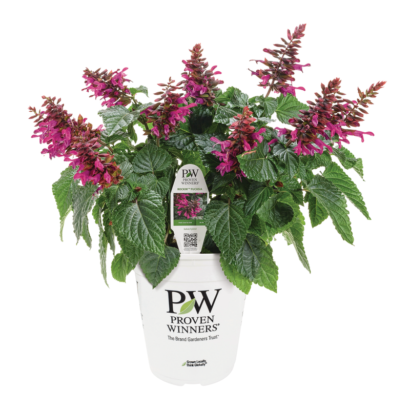 Salvia | Royale Rockin'® Fuchsia | Proven Winners® Annuals – Proven ...