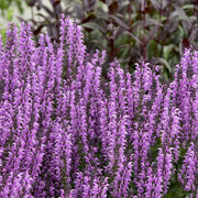 Shop The Largest Selection Of Proven Winners® Plants & Products Online ...
