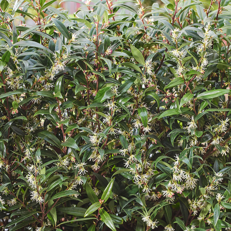 Sweet Box | Sweet & Lo™ | Proven Winners® Shrubs – Proven Winners Direct™