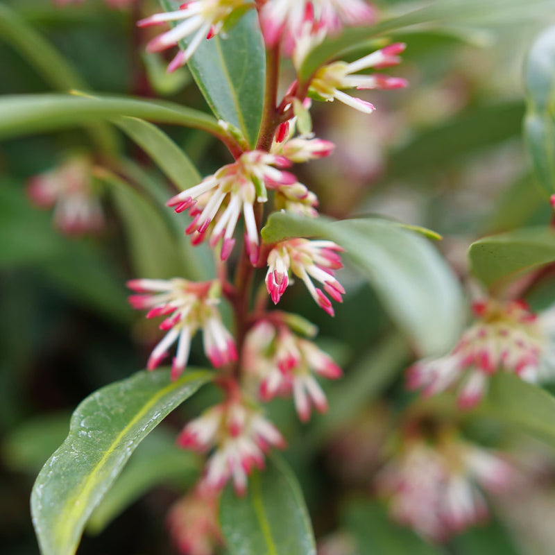 Sweet Box | Sweet & Lo™ | Proven Winners® Shrubs – Proven Winners Direct™