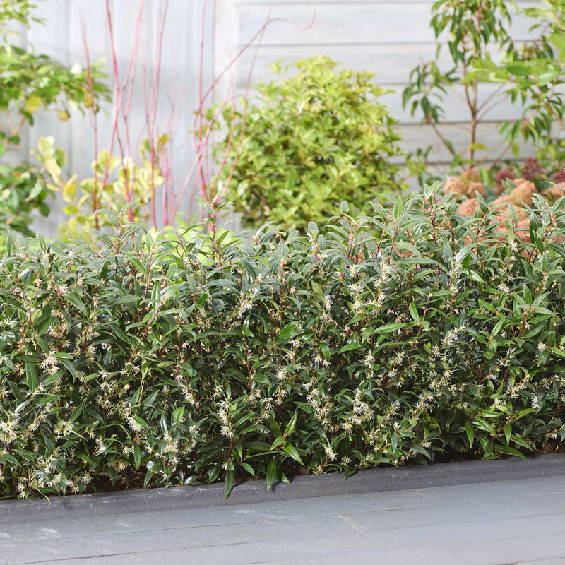 Sweet Box | Sweet & Lo™ | Proven Winners® Shrubs – Proven Winners Direct™