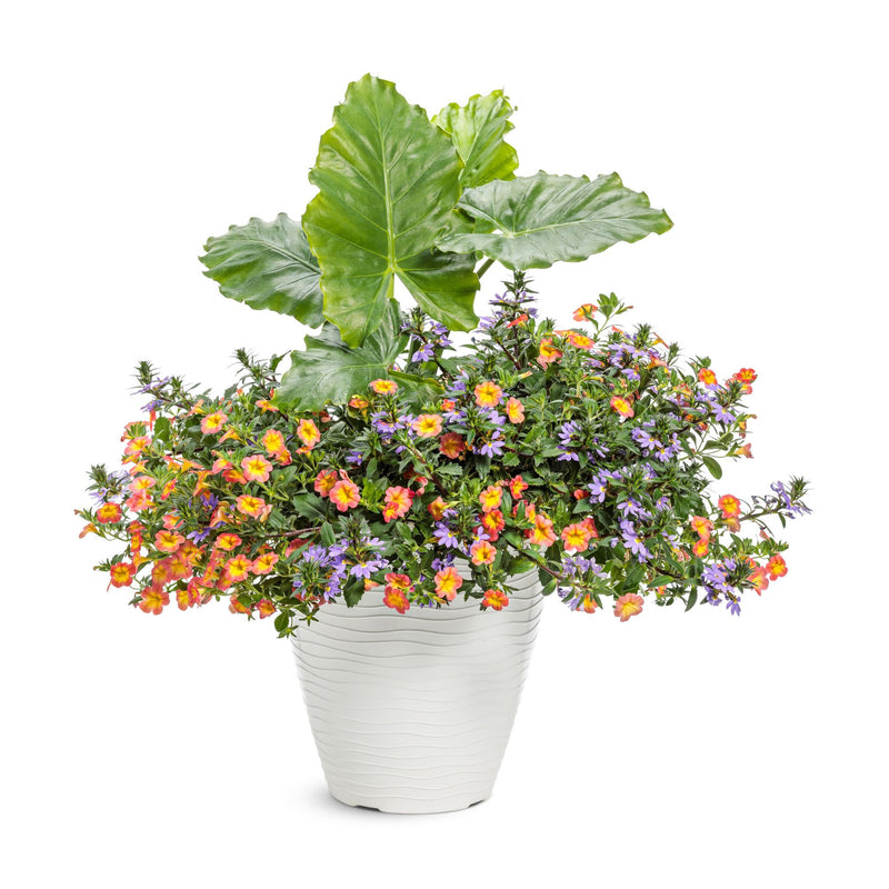 Fan Flower | Whirlwind® Blue | Proven Winners® Annuals – Proven Winners ...