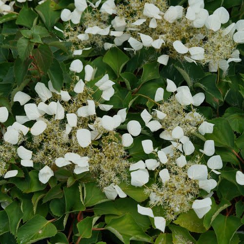 False Hydrangea-Vine | Flirty Girl® | Proven Winners® Shrubs – Proven ...