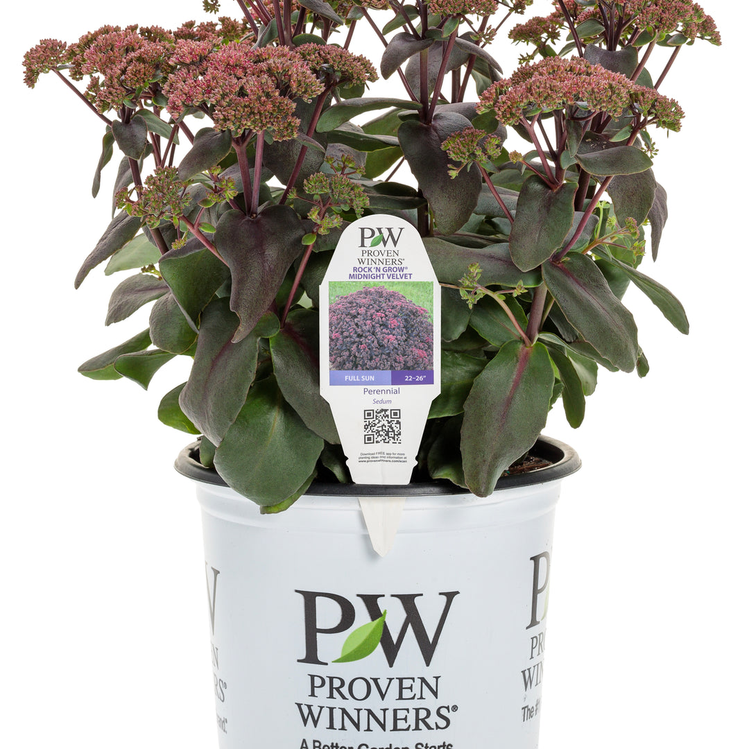 Proven Winners® Sedum – Proven Winners Direct™