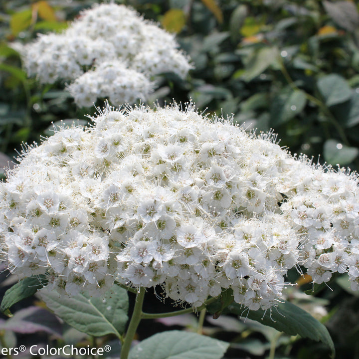 Proven Winners® Spirea – Proven Winners Direct™