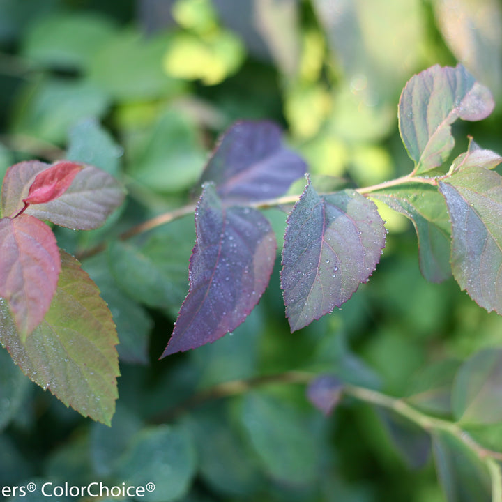 Proven Winners® Spirea – Proven Winners Direct™