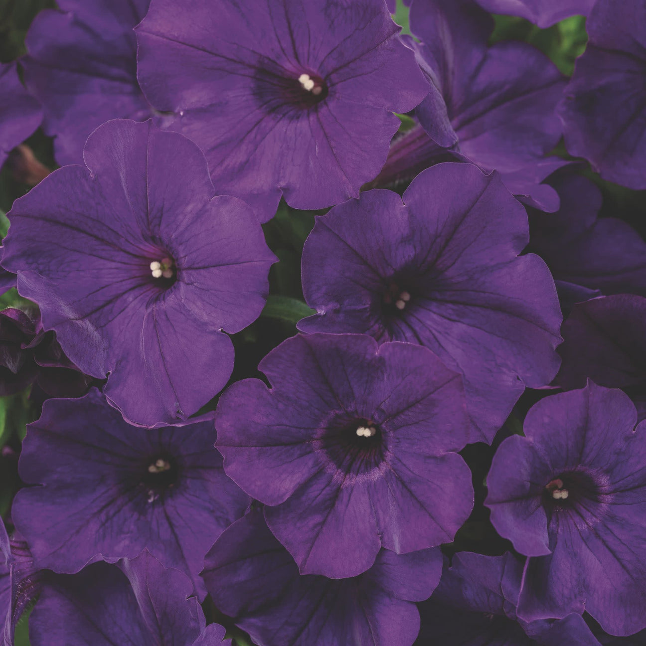 Petunias | Supertunias® From Proven Winners – Proven Winners Direct™