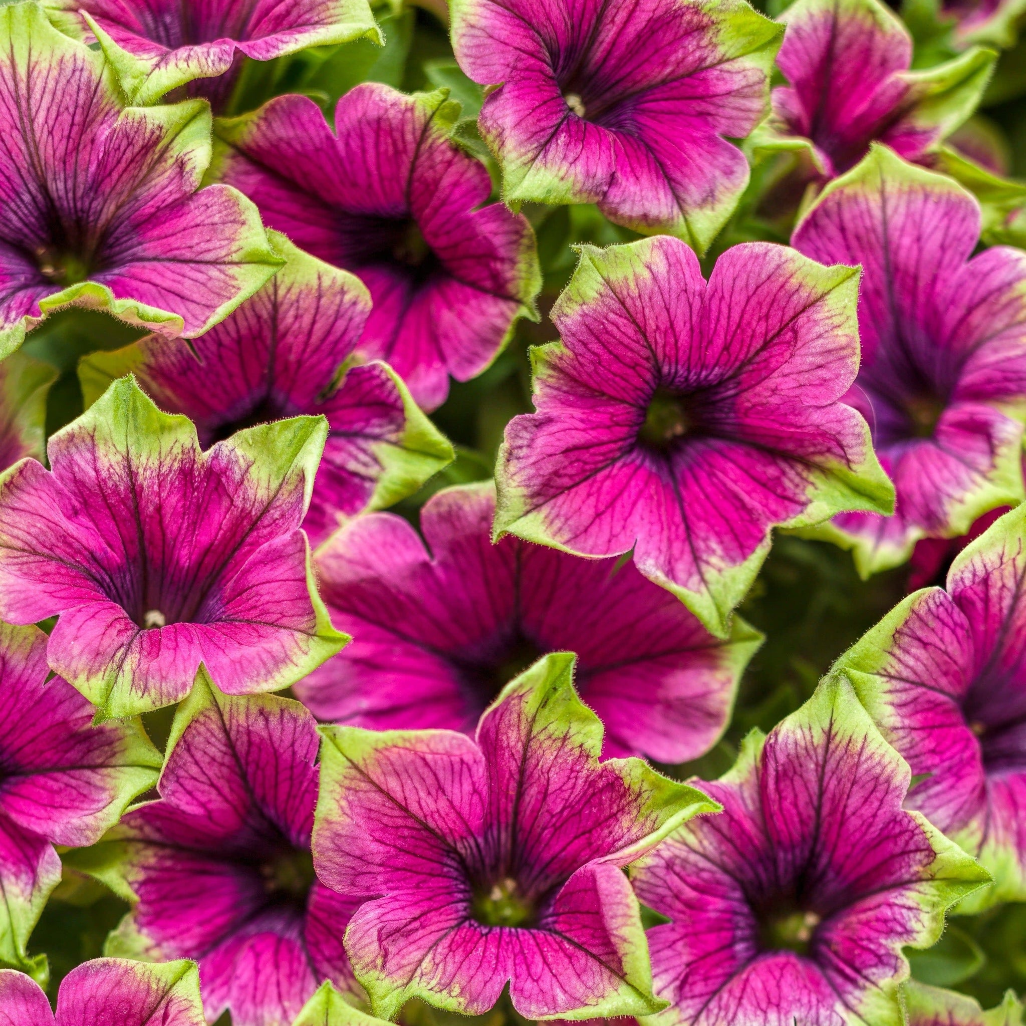 Top 10 Annuals – Proven Winners Direct™