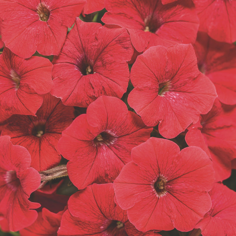 Petunia | Supertunia® Really Red | Proven Winners® Annuals – Proven ...