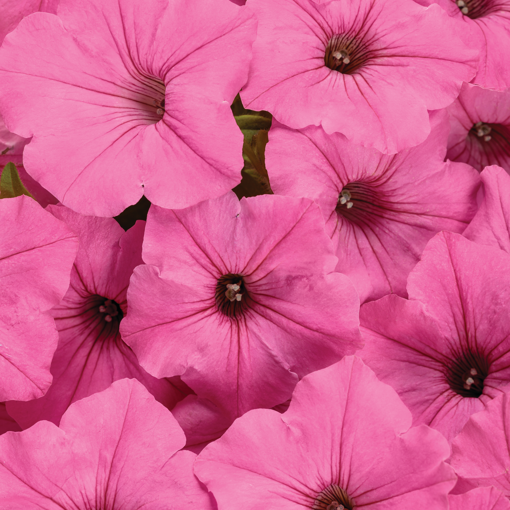 Shop The Largest Selection Of Proven Winners® Plants & Products Online ...