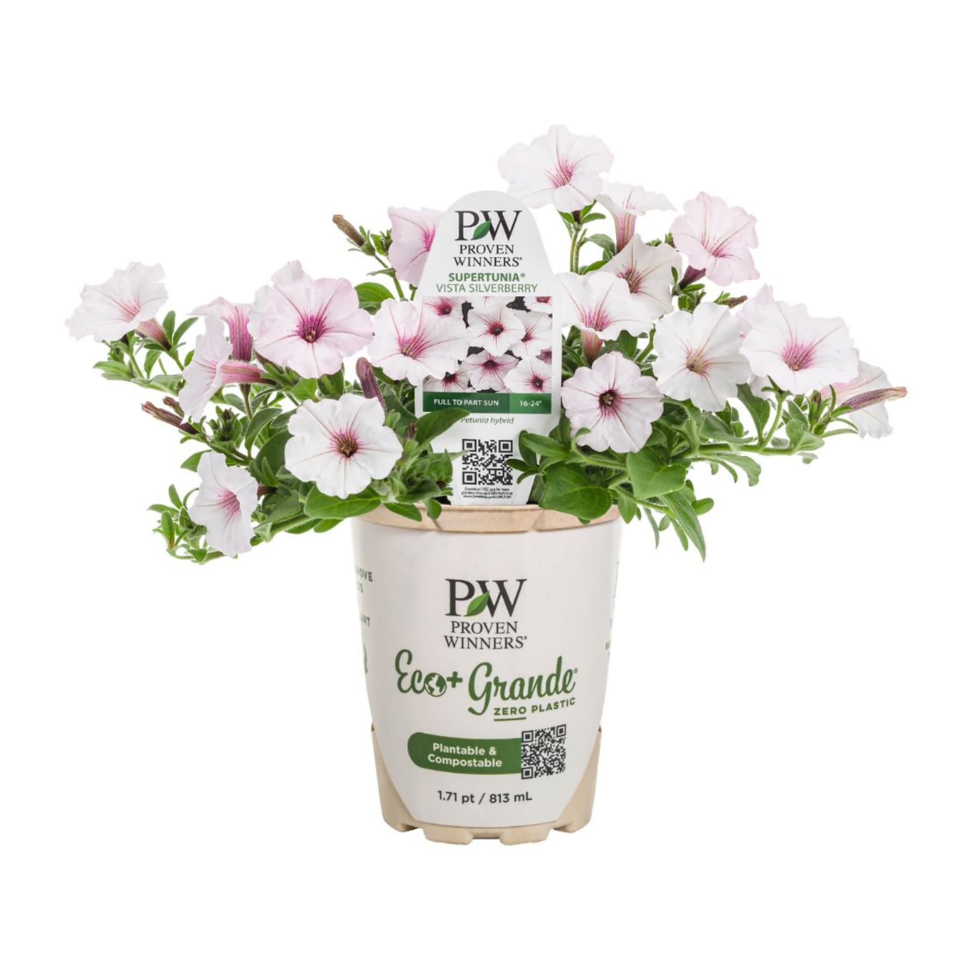 Petunias | Supertunias® From Proven Winners – Proven Winners Direct™