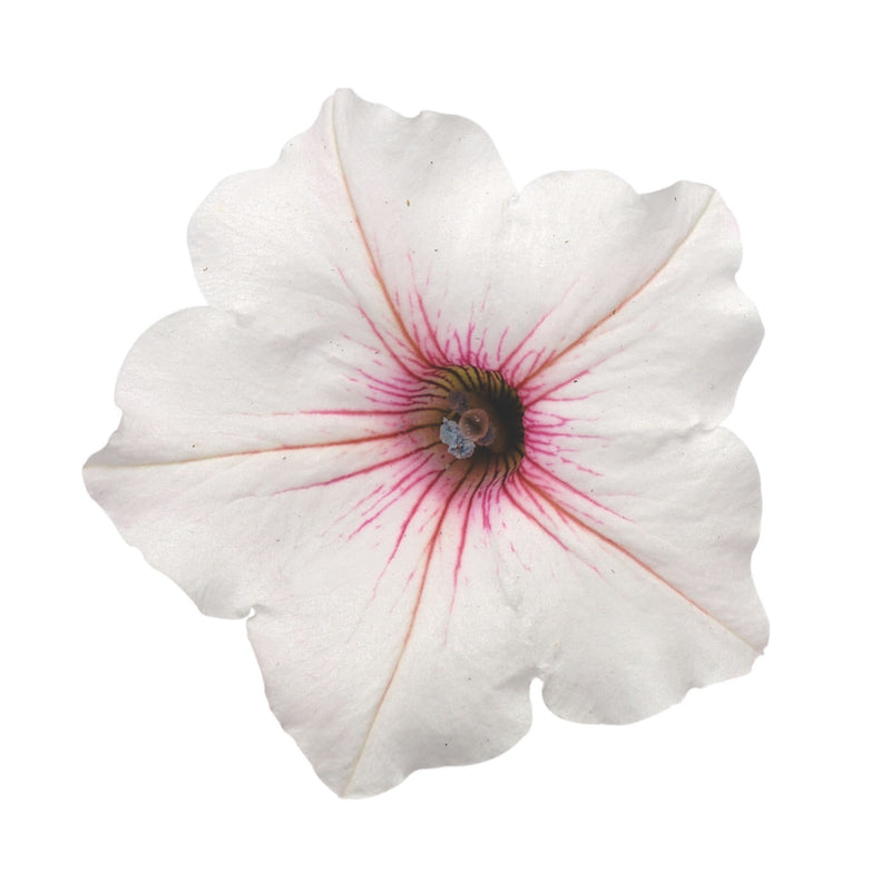 Petunia | Supertunia Vista® Silverberry | Proven Winners® Annuals ...