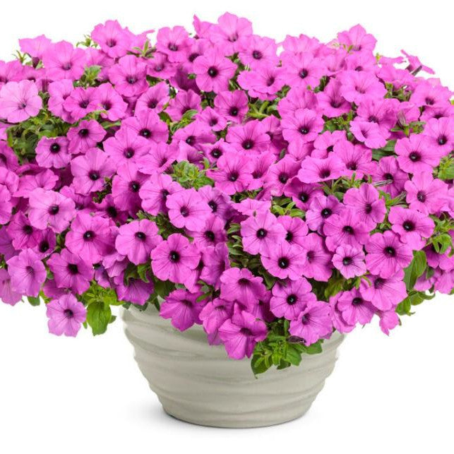 Supertunia Vista® Series – Proven Winners Direct™