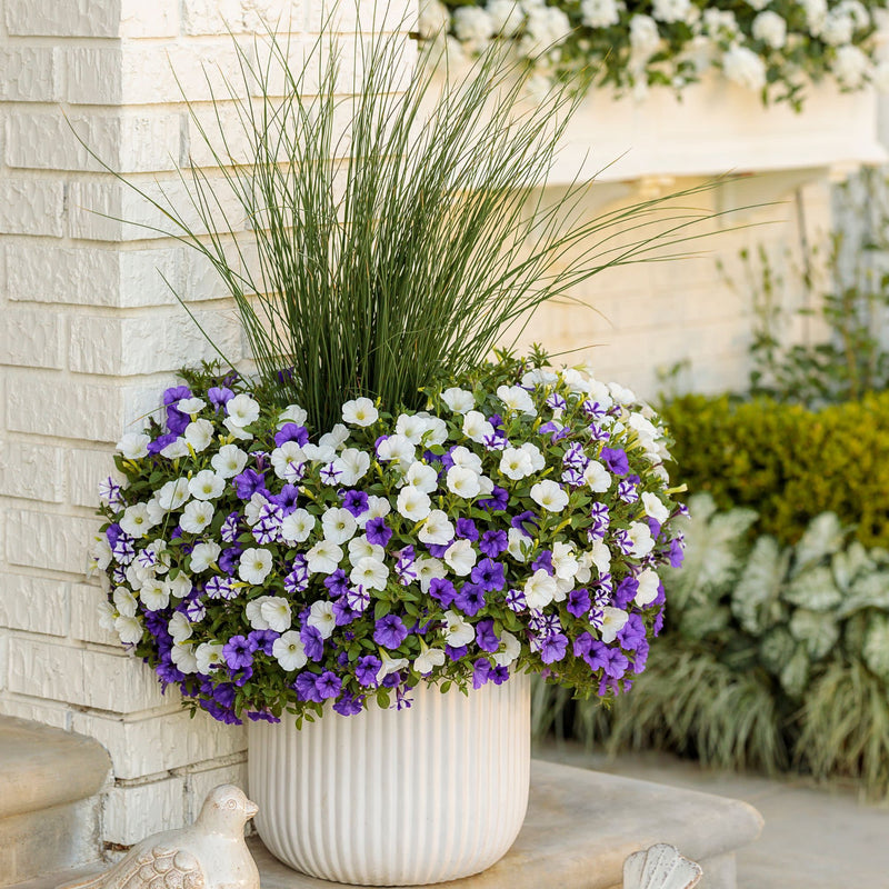 Petunia | Supertunia Mini Vista® Indigo | Proven Winners® Annuals ...