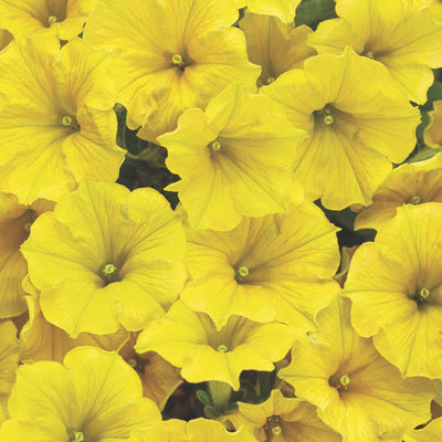 Petunia | Supertunia Mini Vista® Yellow | Proven Winners® Annuals ...