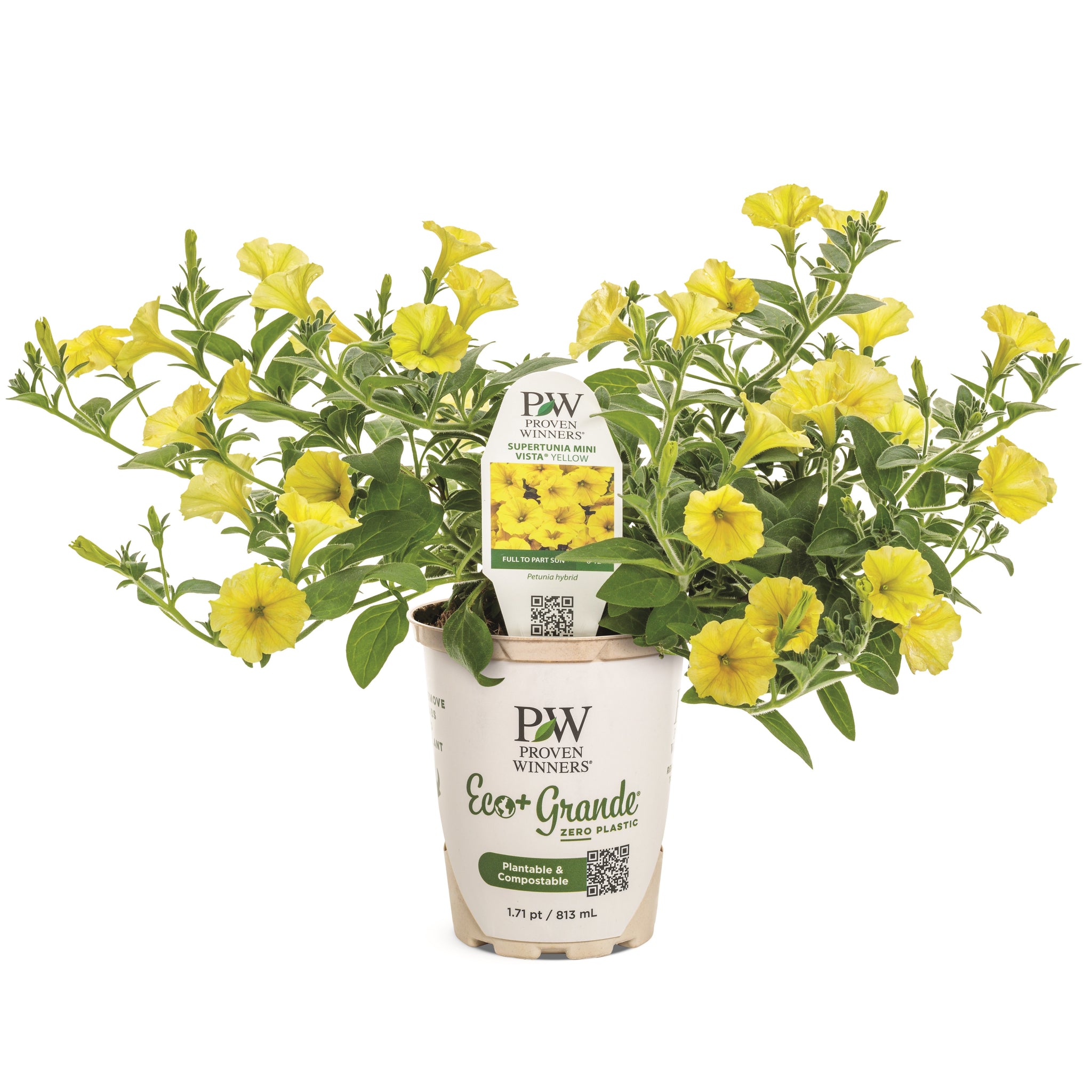 Supertunia Mini Vista® Series – Proven Winners Direct™