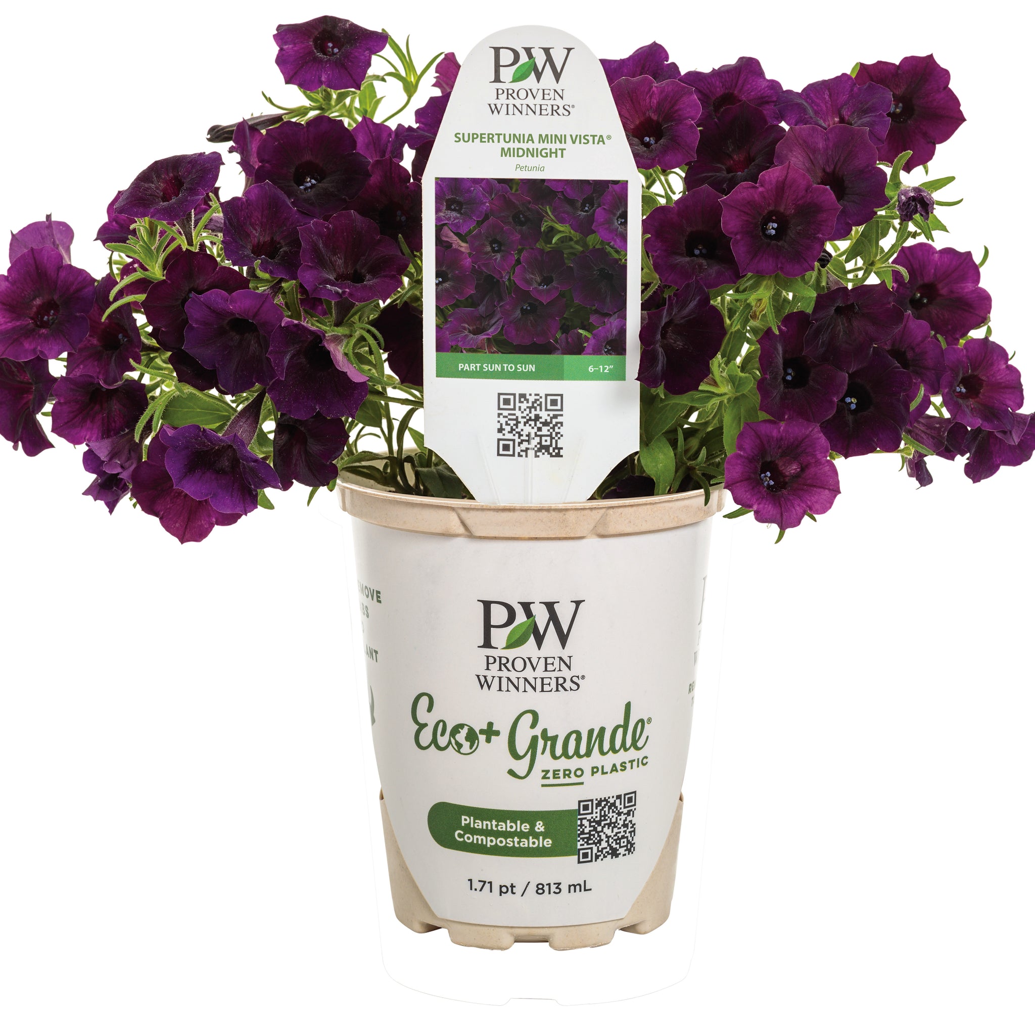 Shop The Largest Selection Of Proven Winners® Plants & Products Online ...