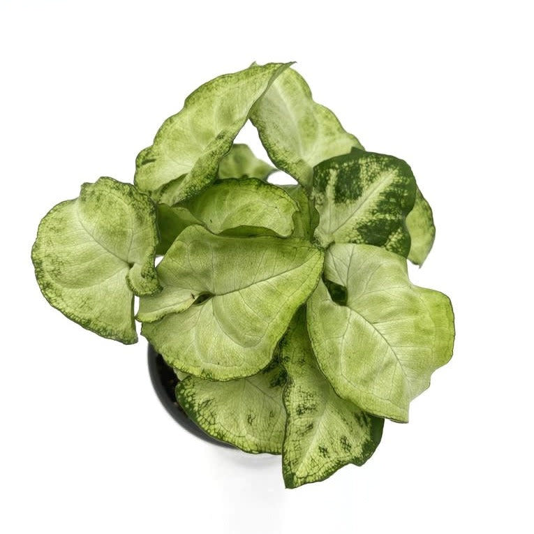 LEAFJOY® HOUSEPLANTS – Proven Winners Direct™