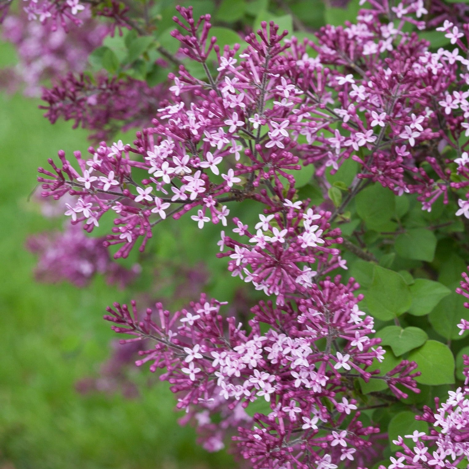 Lilac Bushes for Sale | Bloomerang Lilac | Proven Winners Direct ...