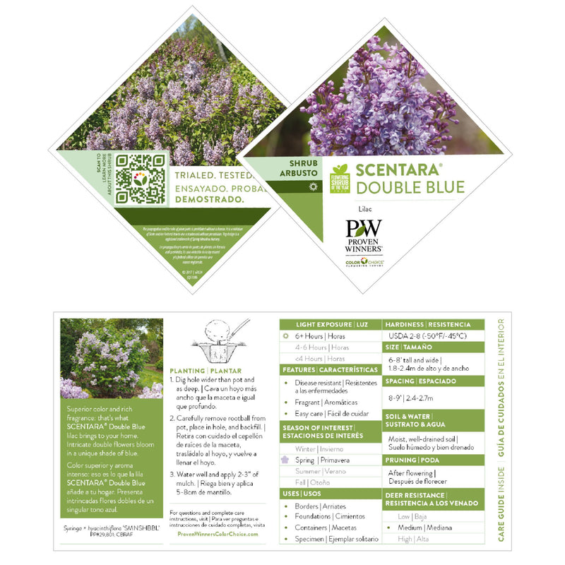 Lilac | Scentara® Double Blue | Proven Winners® Shrubs – Proven Winners ...