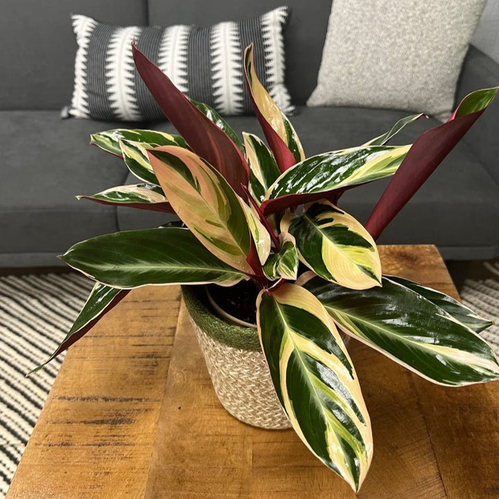 All leafjoy® Houseplants – Page 4 – Proven Winners Direct™