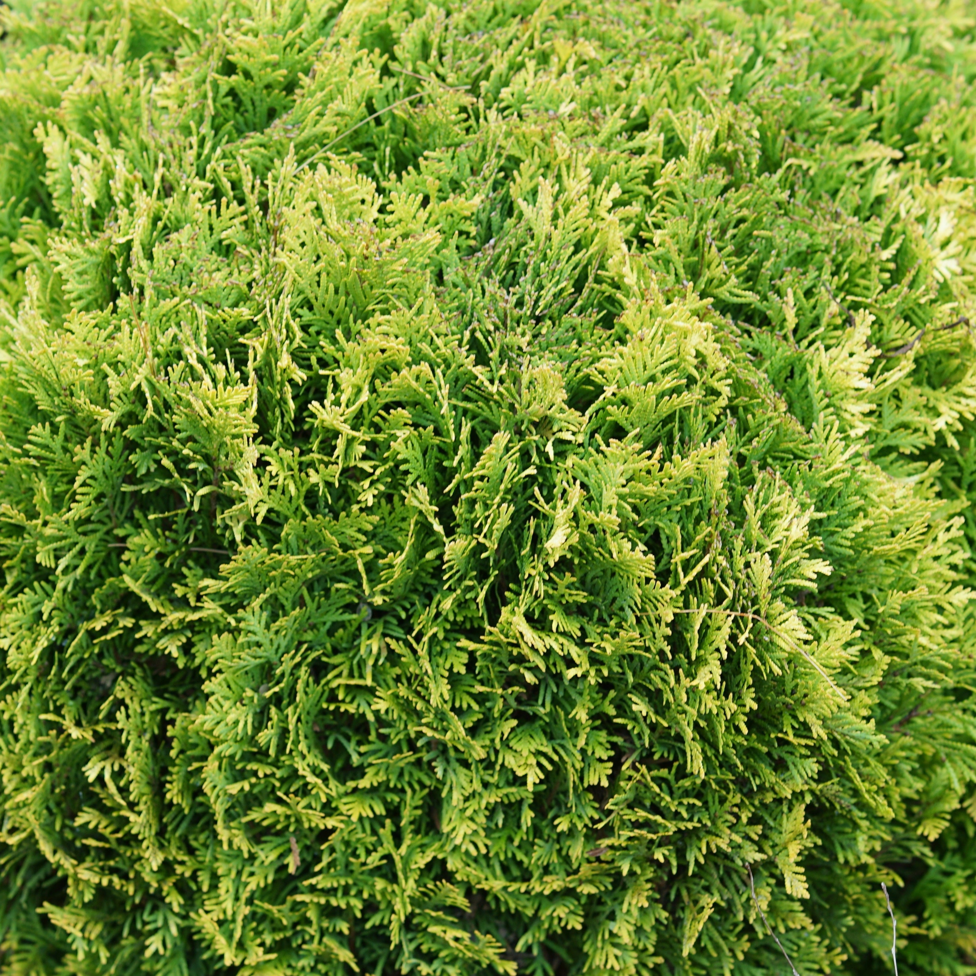 Arborvitae | Anna's Magic Ball® | Proven Winners® Shrubs – Proven ...