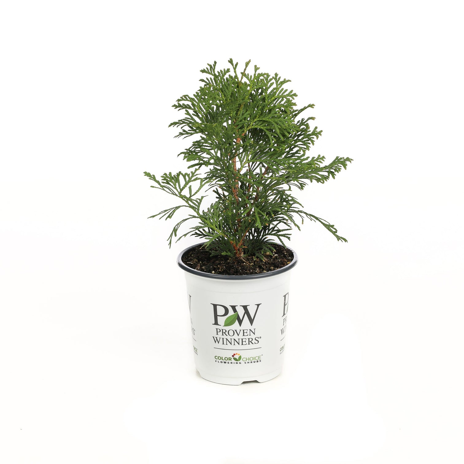 Proven Winners® Arborvitae Collection 🌲🌲🌲 – Proven Winners Direct™
