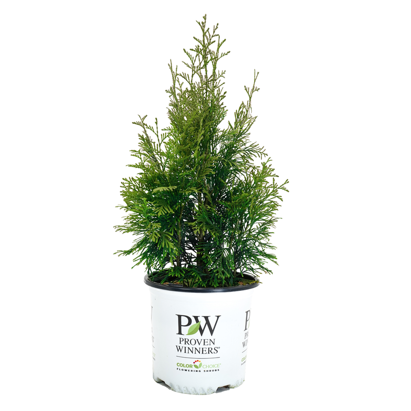 Western Arborvitae | Fluffy® | Proven Winners® Shrubs – Proven Winners ...