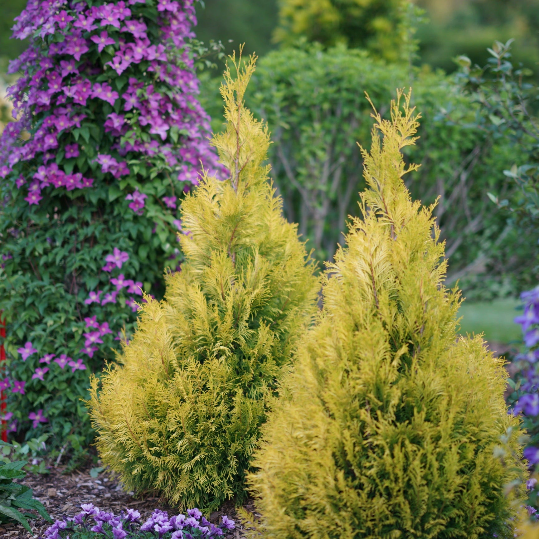 Proven Winners® Arborvitae Collection 🌲🌲🌲 – Proven Winners Direct™
