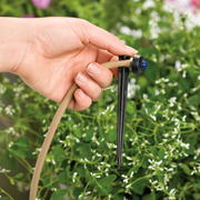 Proven Winners® Shrub Plants – Page 2 – Proven Winners Direct™