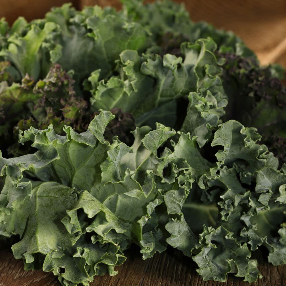Mixed Kale | Proven Selections® | Proven Winners® Plants – Proven ...