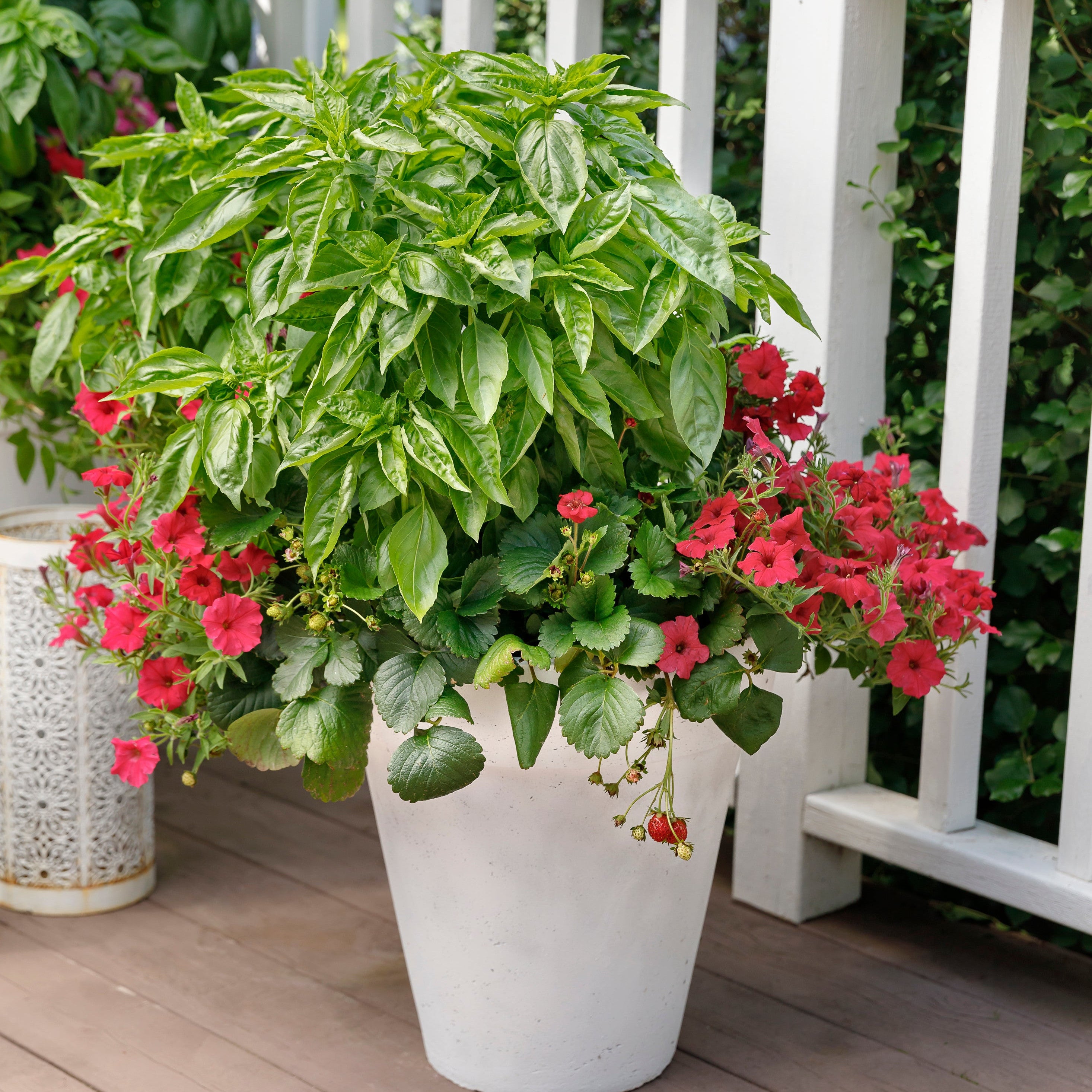 Strawberry | Berried Treasure® Red | Proven Winners® Plants – Proven ...