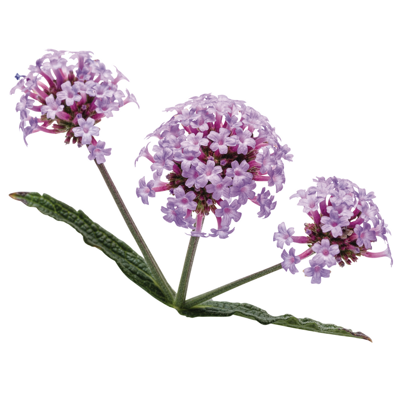 Verbena | Royale Meteor Shower® | Proven Winners® Annuals – Proven ...