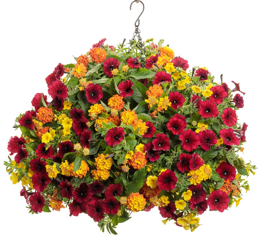 Heirloom Bloom – Proven Winners Direct™